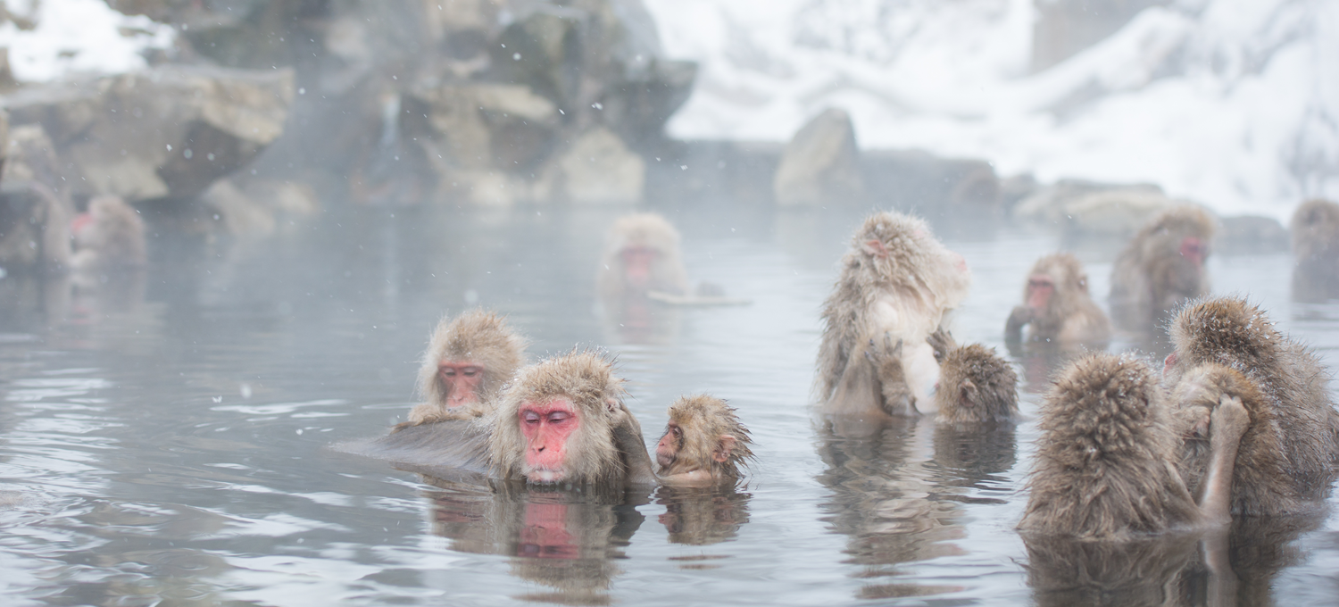SNOW MONKEY RESORT
